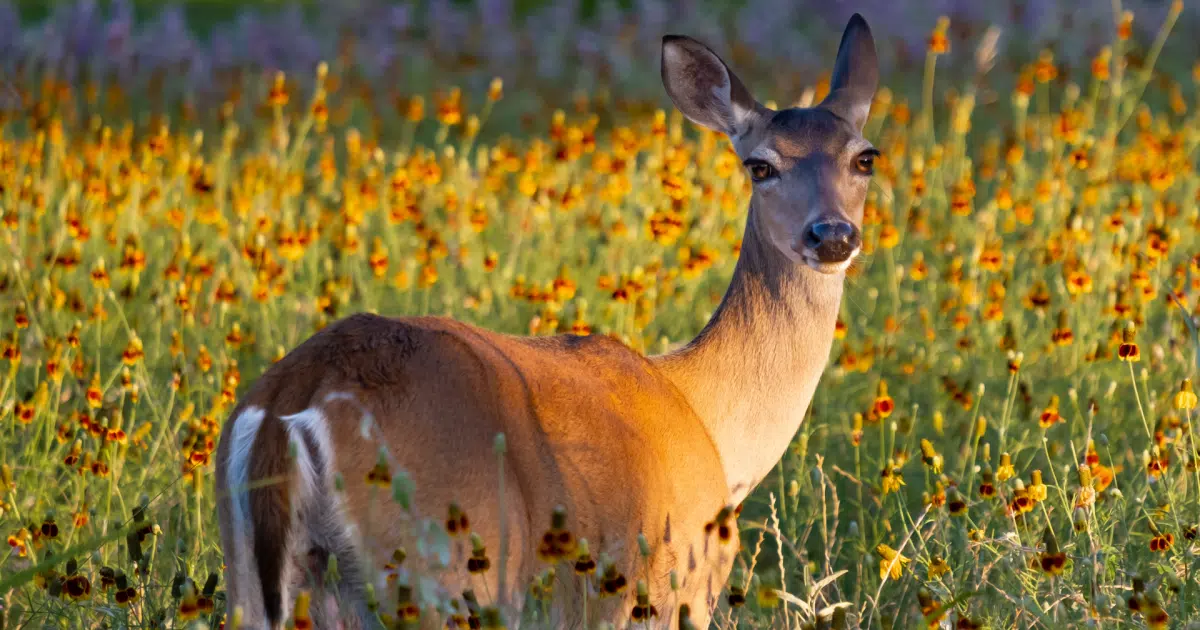 This Week in Georgetown – February 25, 2023 | Hello Georgetown