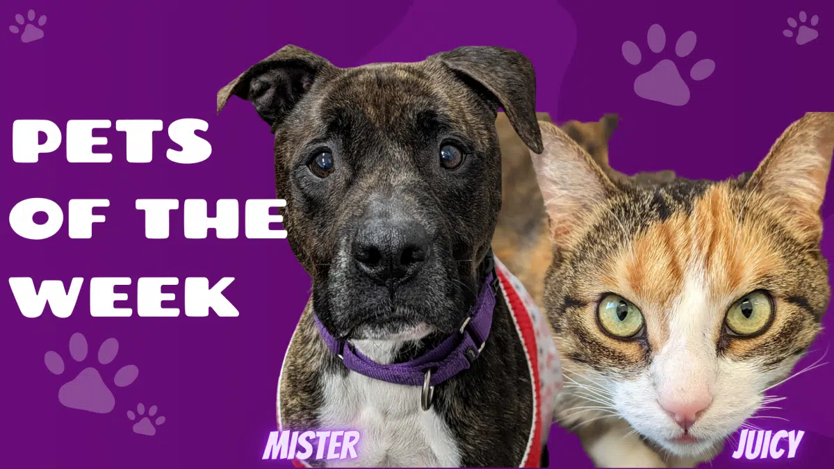 Get to Know Mister and Juicy: Georgetown’s Most Adorable Pets of the ...