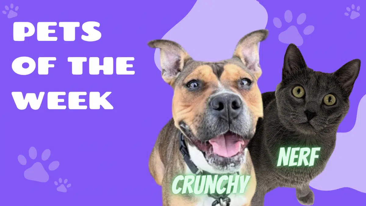 Pets Of The Week: Cute Crunchy & Nimble Nerf | Hello Georgetown