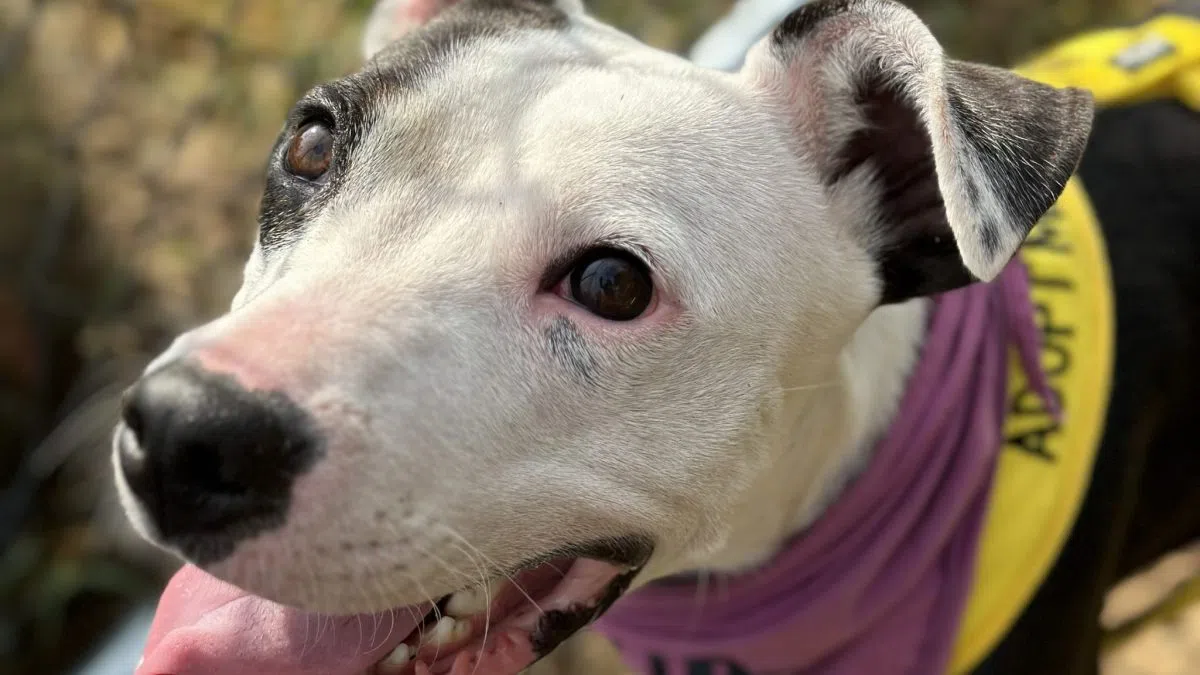 Meet Braylynn! | BIG 106.9 - WALV HD2