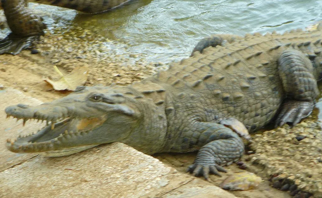 Virgin Birth is recorded in a Crocodile for the first time after Female ...