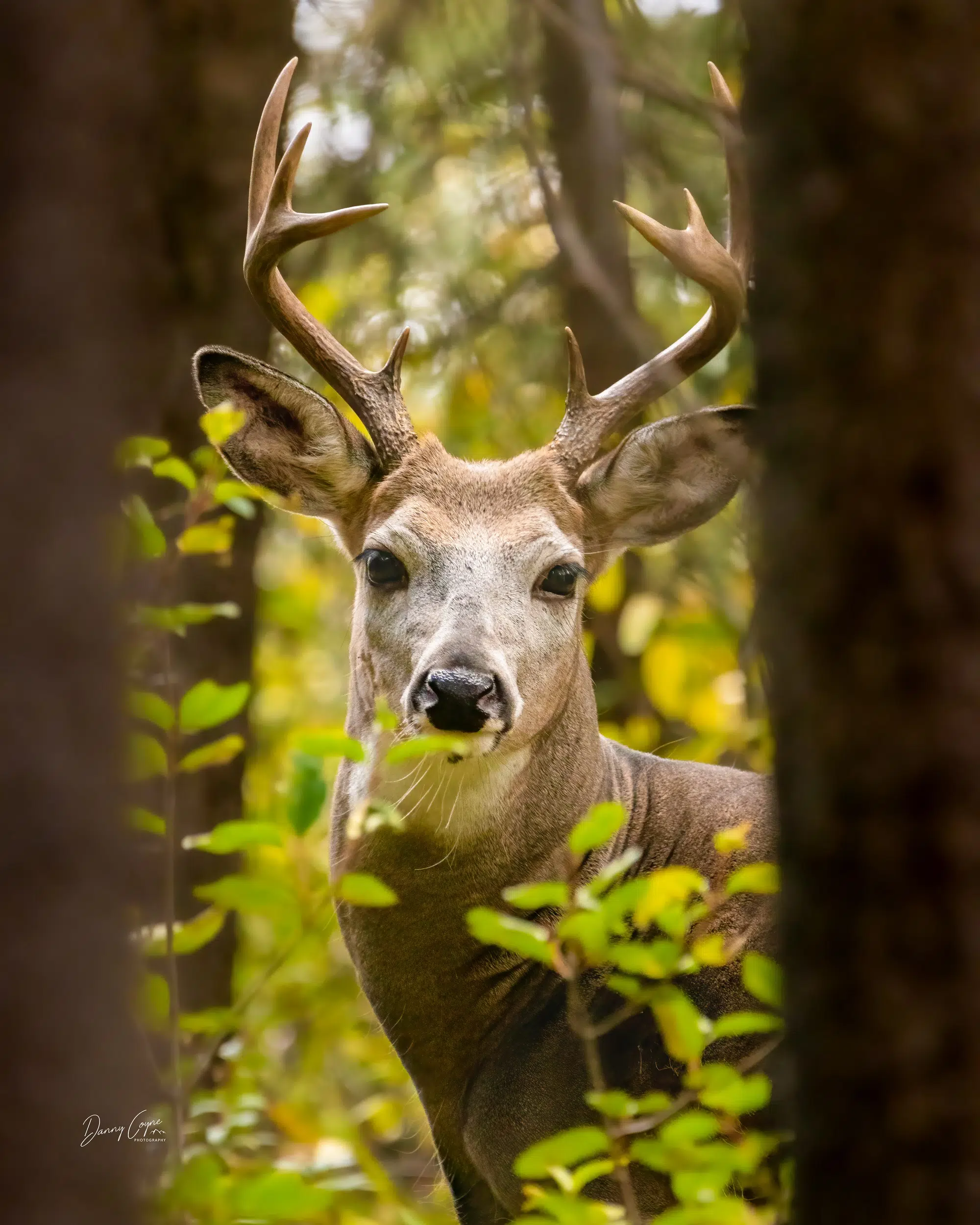 CWD discovered in fourth East Kootenay deer | 102.9 Rewind Radio - East Kootenay