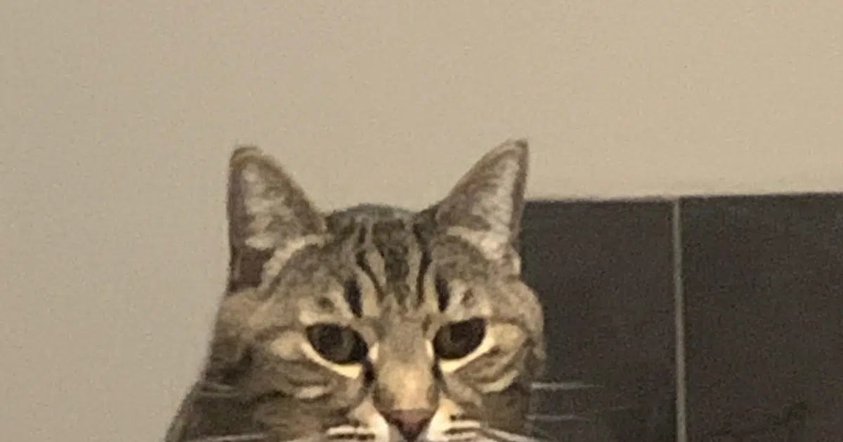 Cranbrook City Council looking into bylaw requesting cat registration ...