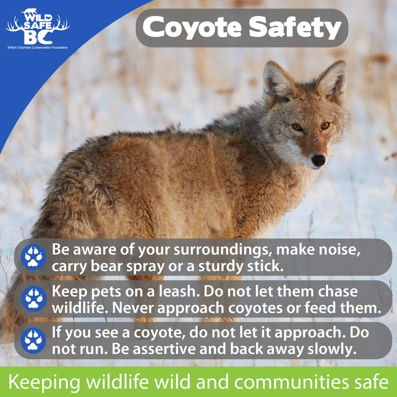 WildSafeBC issues reminder on coyote denning season | 102.9 Rewind Radio - East Kootenay