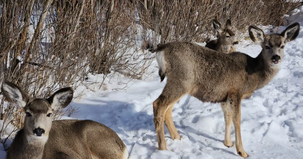 Province to act on potential rise in CWD cases | 102.9 Rewind Radio ...
