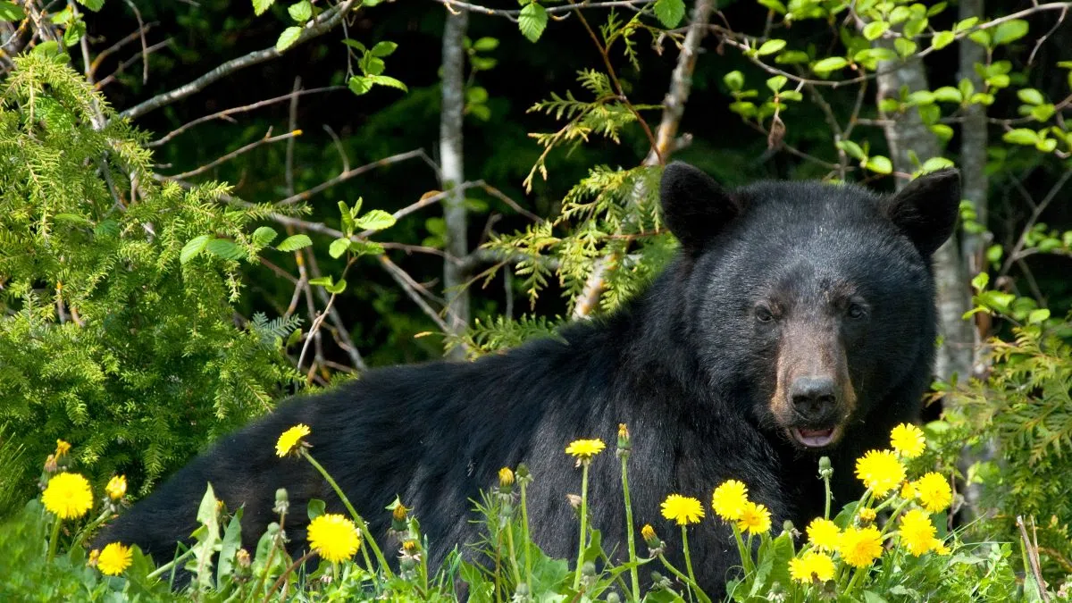 Appeal to be extra bear aware | 102.9 Rewind Radio - East Kootenay