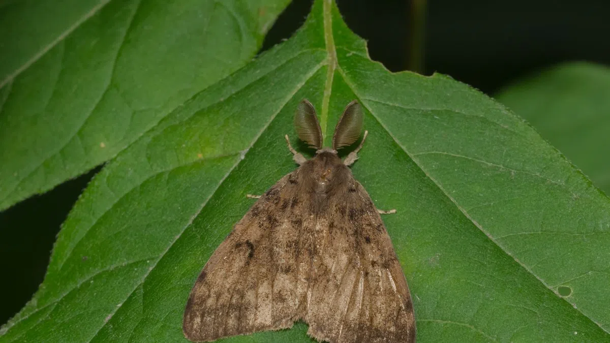 Cranbrook’s Spongy Moth aerial sprays complete | 102.9 Rewind Radio ...