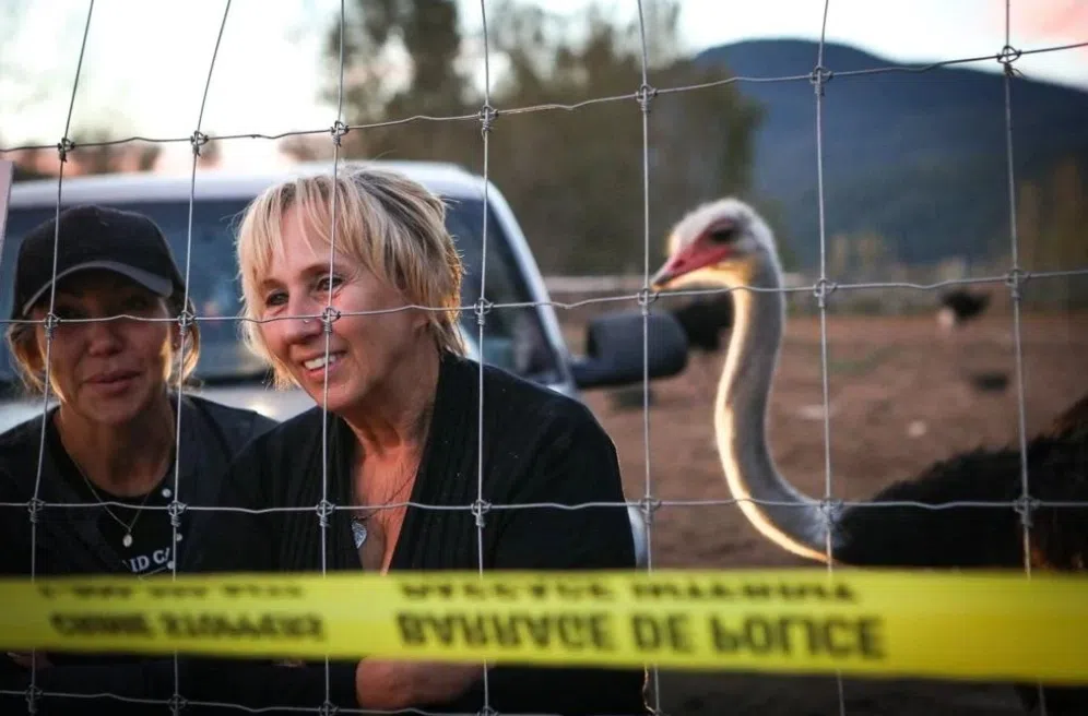 Interim stay of cull order turns despair to joy on B.C. ostrich farm ...