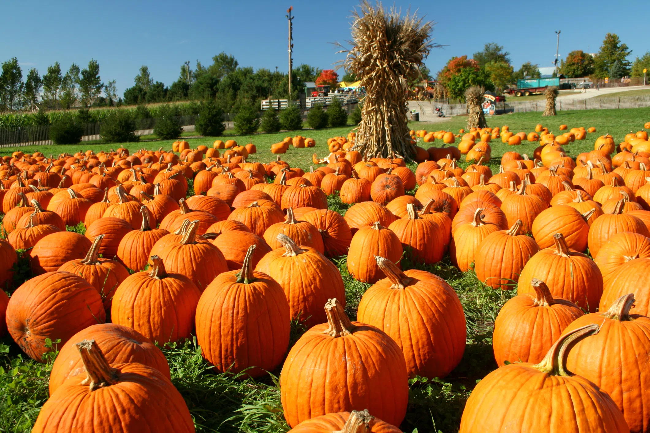 What’s happening for Halloween around Cranbrook | Wild 104.7 - East ...