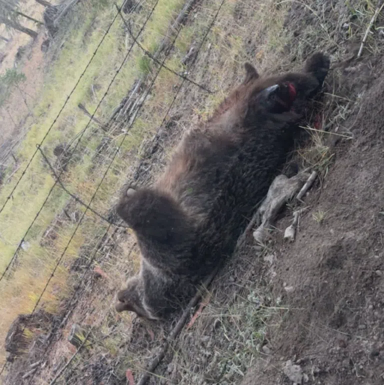 How B.C. man rescued himself from jaws of grizzly that ripped off his ...