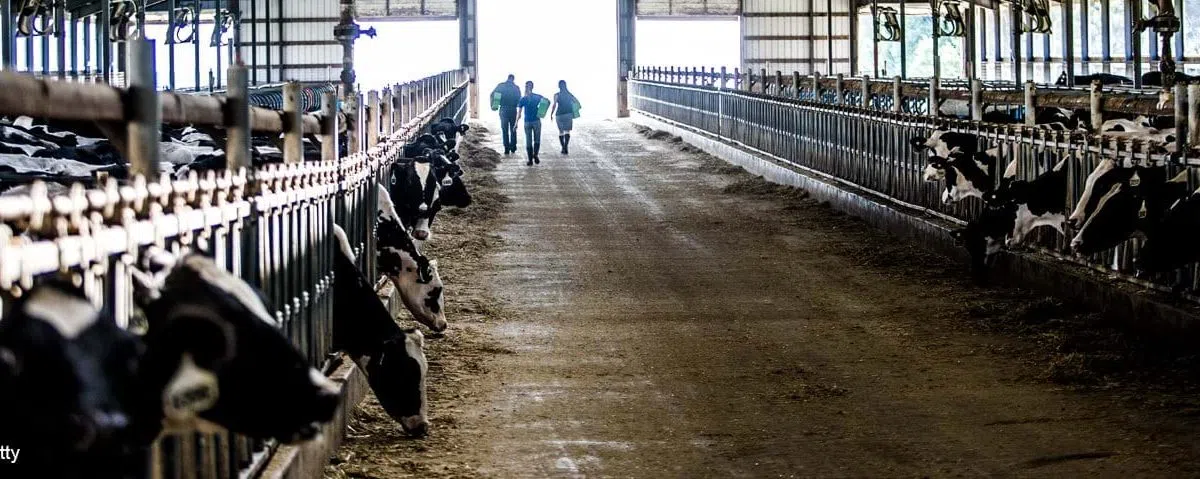US Milk Production Slight Decline in Final Months of 2024 | KSJB AM 600