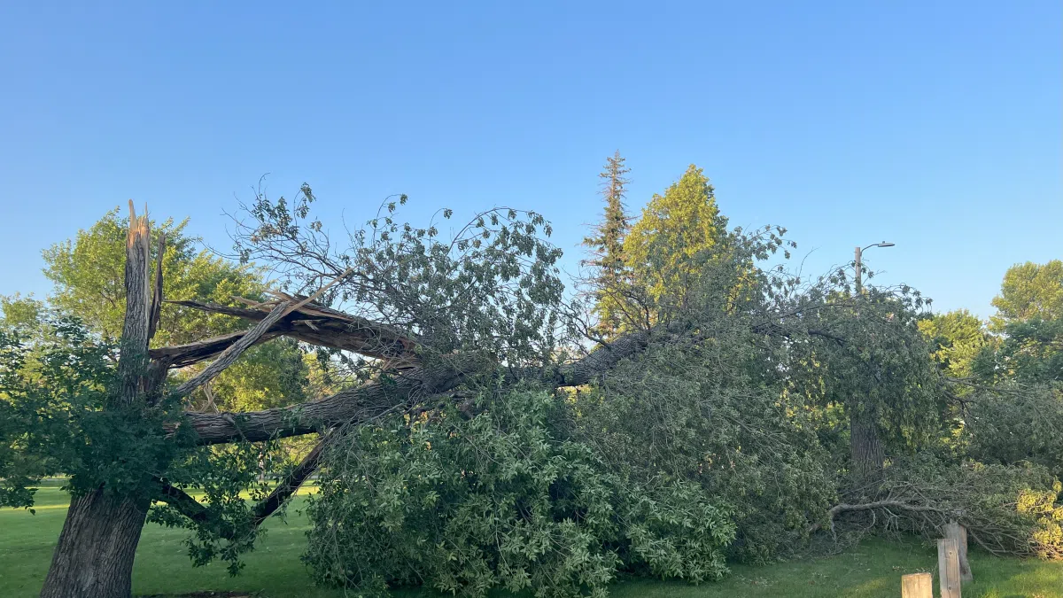 Storm Cleanup: 2 Million Pounds of Tree Debris Hauled to Valley City ...