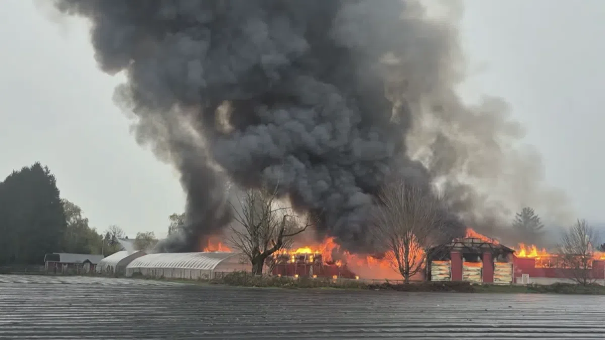 UPDATE: Chilliwack Fire Chief says chicken barn destroyed, fire appears ...
