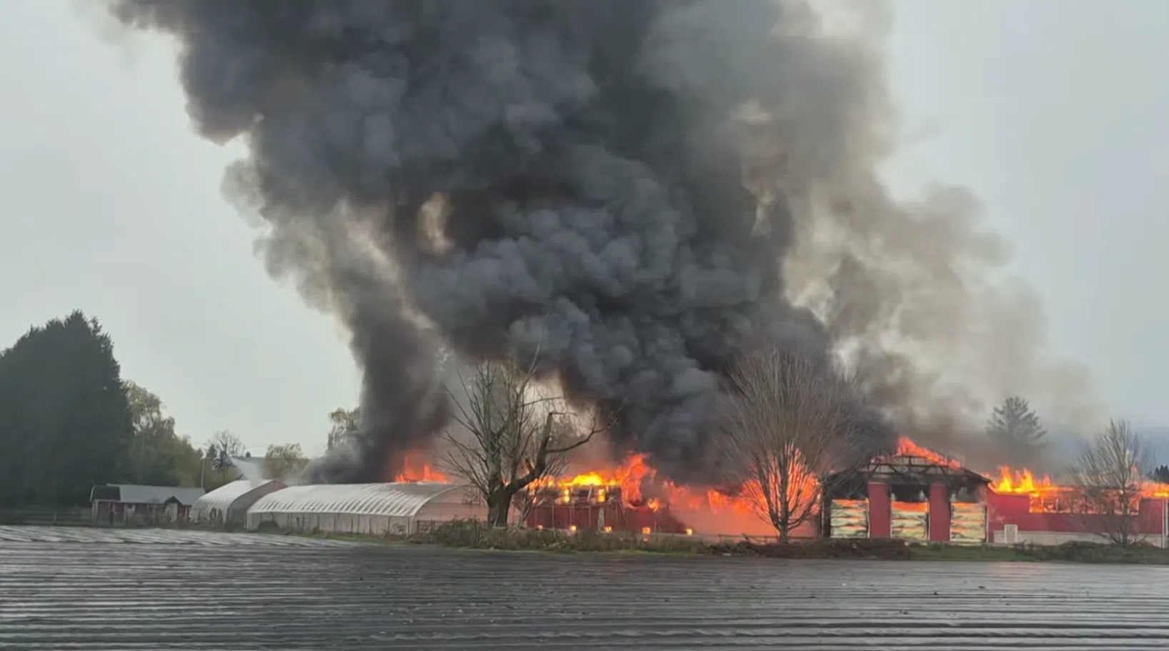 UPDATE: Chilliwack Fire Chief says chicken barn destroyed, fire appears ...