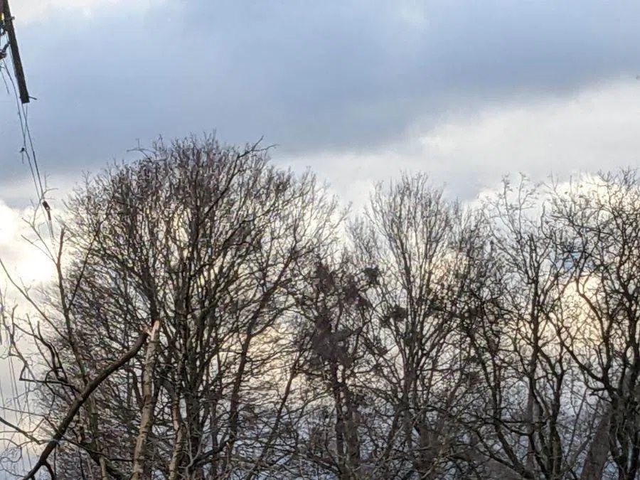 Wind gust downs tree, causes power outage | Glasgow News 1