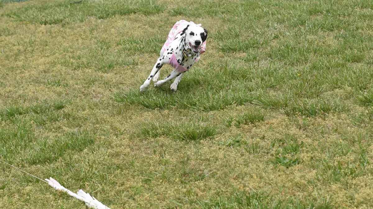 GALLERY: Derby Dog Festival raises funds for BRAWA | Glasgow News 1