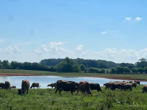 ‘Because of a cow’, the life of HH Barlow | Glasgow News 1