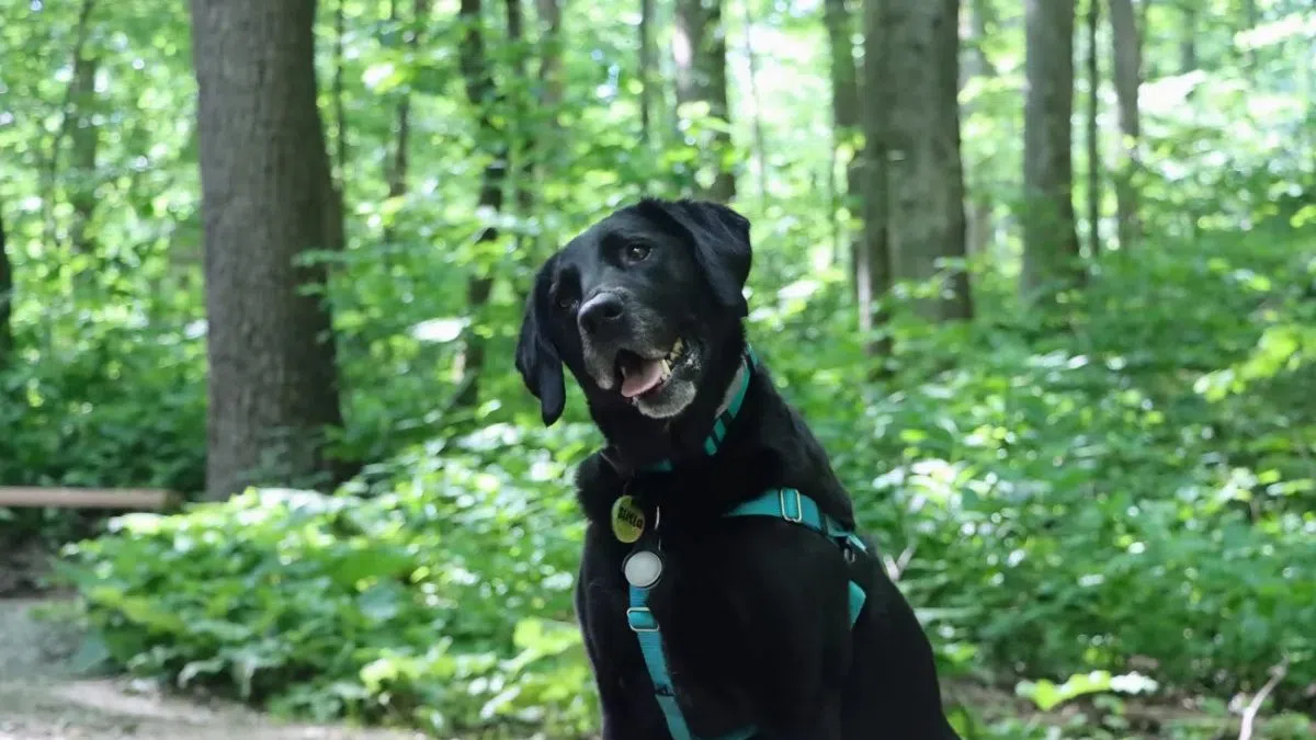 Mammoth Cave to host BARK Ranger Day Aug. 17 | Glasgow News 1