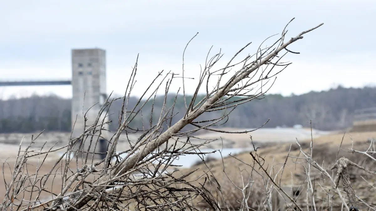 Natural Christmas trees make fish happy homes | Glasgow News 1