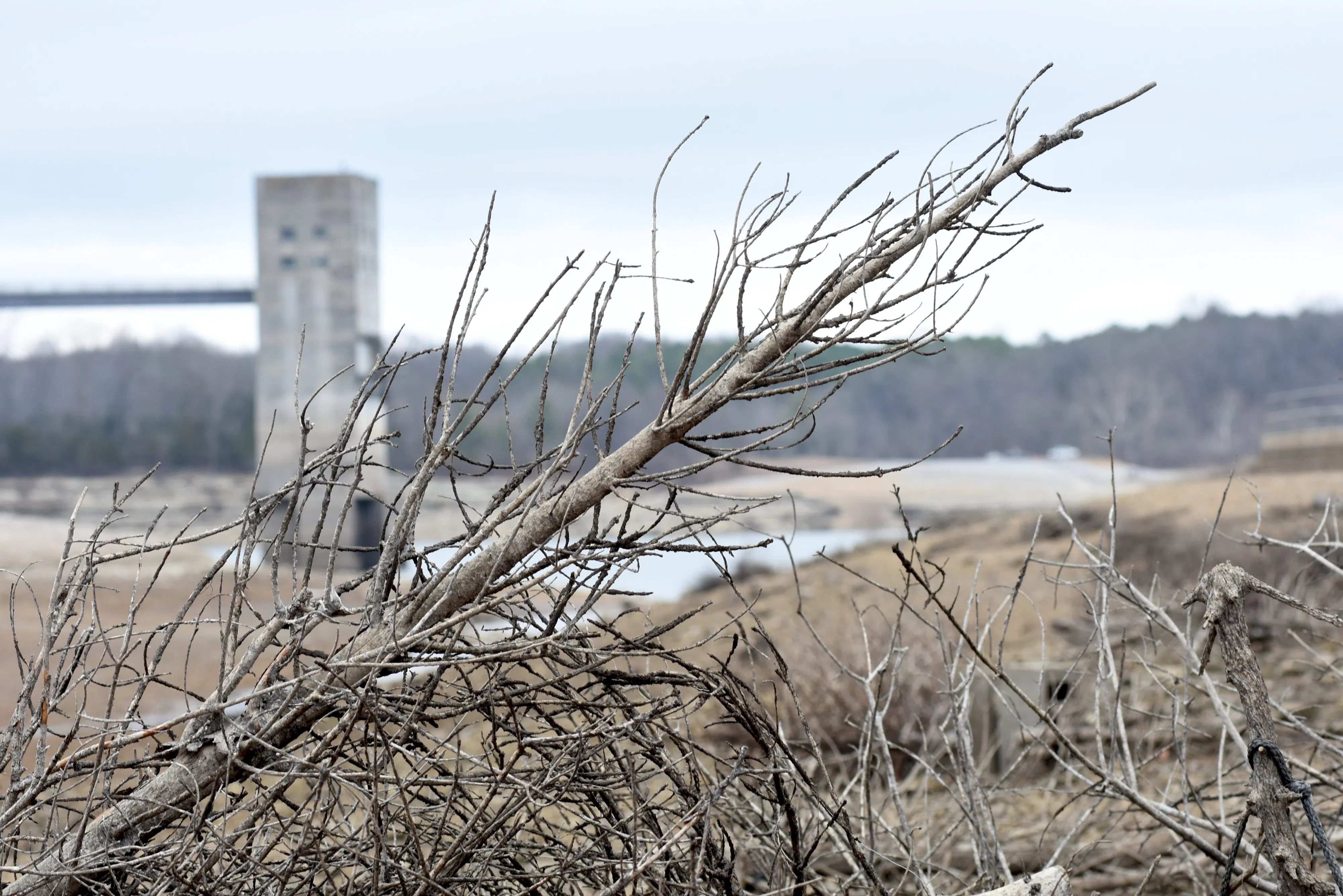 Natural Christmas trees make fish happy homes | Glasgow News 1