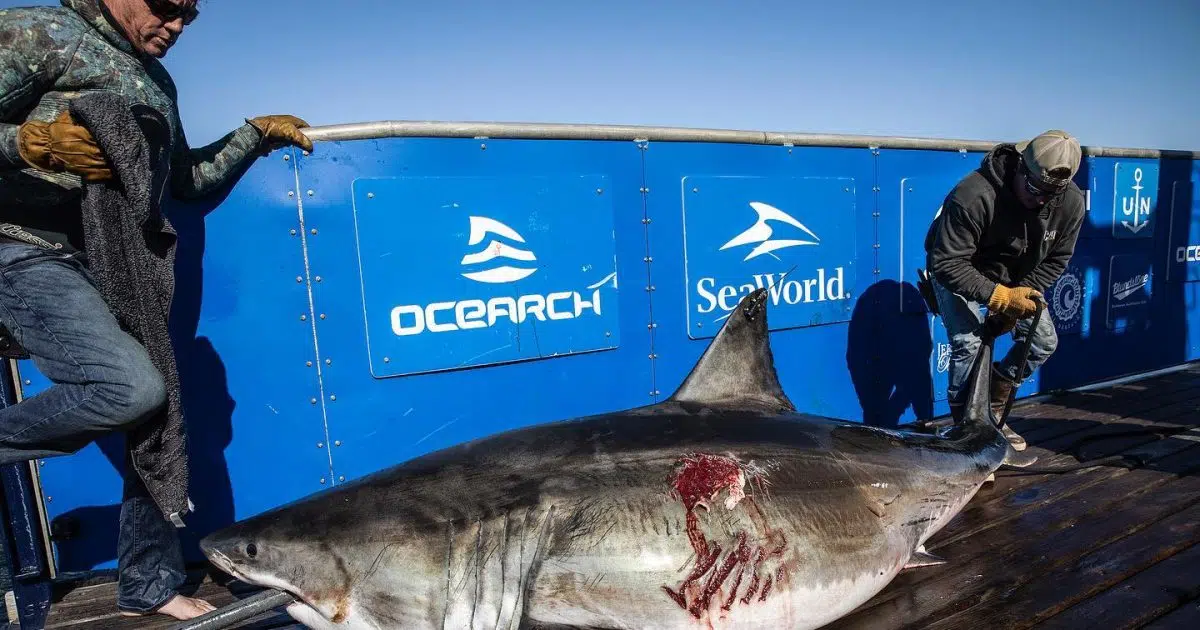 OCEARCH seeking help locating shark tags | 101.5 The Hawk