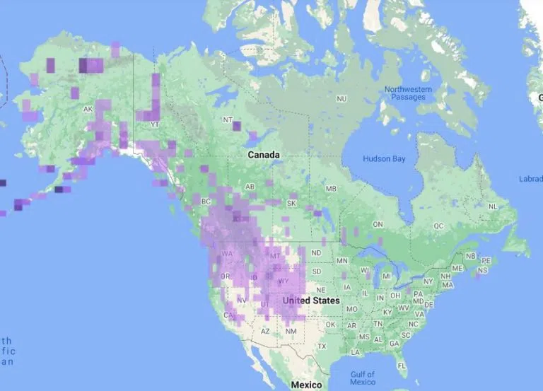 Bird Watchers Flock To Lunenburg In Hopes of Sighting Rare Gray-Crowned ...