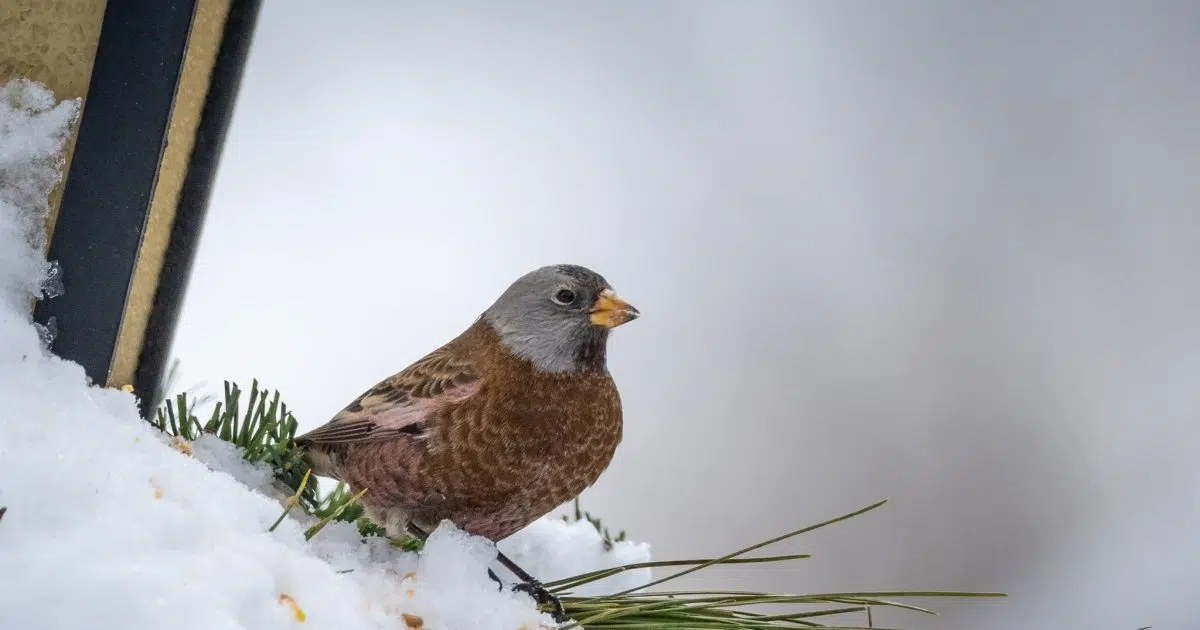 Bird Watchers Flock To Lunenburg In Hopes of Sighting Rare Gray-Crowned ...