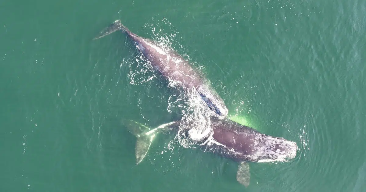 Nine North Atlantic Right Whale Calves Spotted So Far | 91.9 The Bend