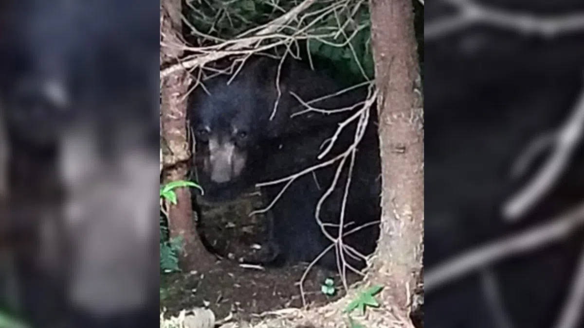 OPP rescue bear cub in distress | Acadia News