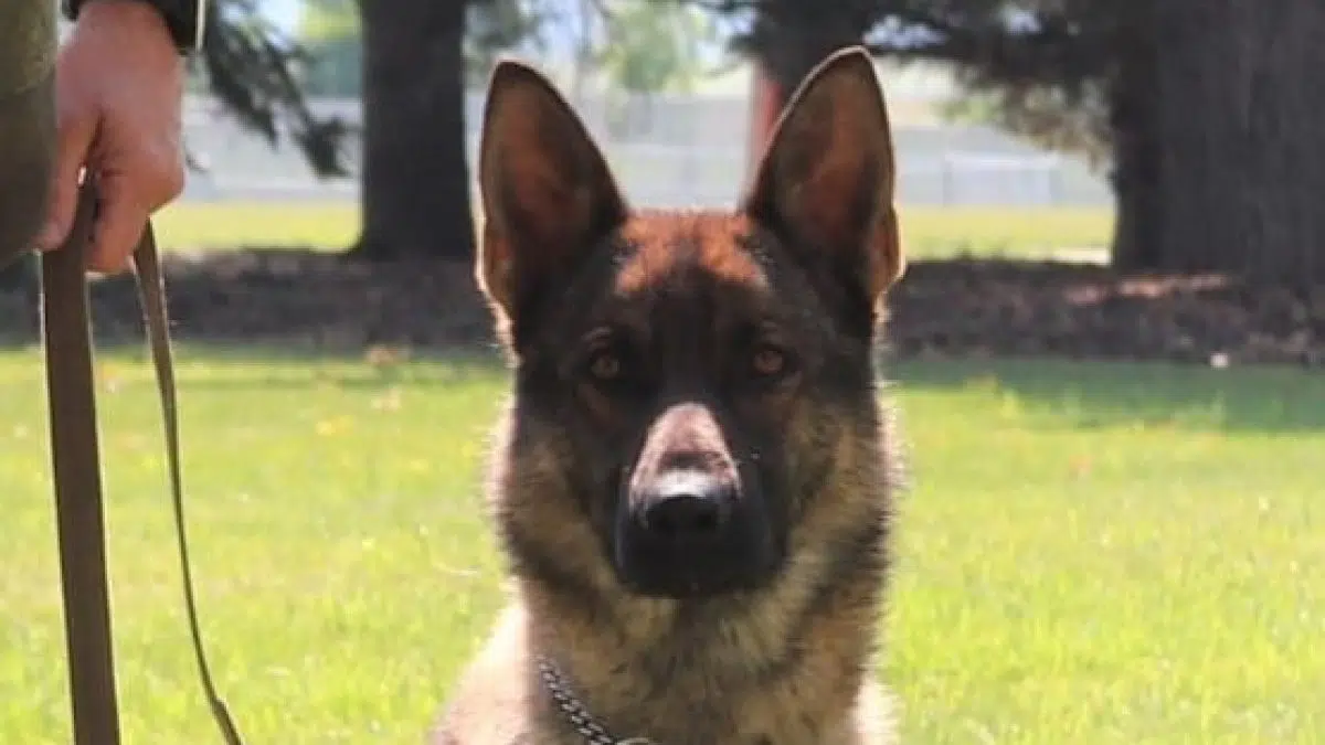 RCMP Police Dog Services team helps save man lost in woods | 91.9 The Bend