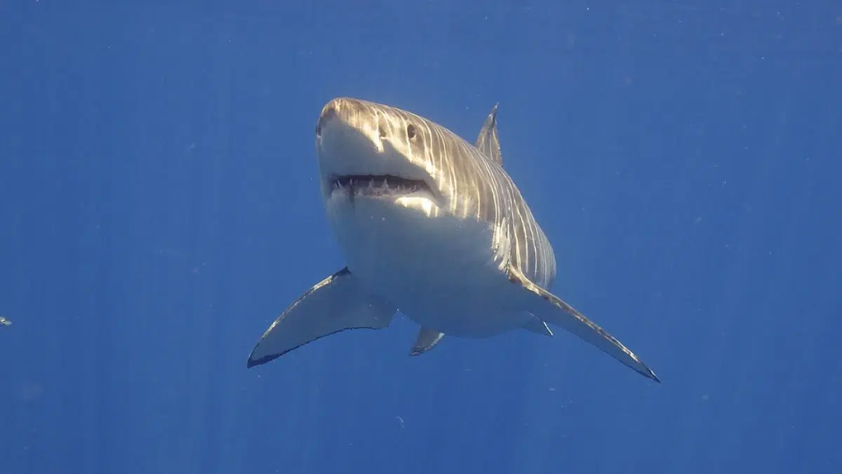 Shark Week documentary to feature N.S. great whites | 101.5 The Hawk