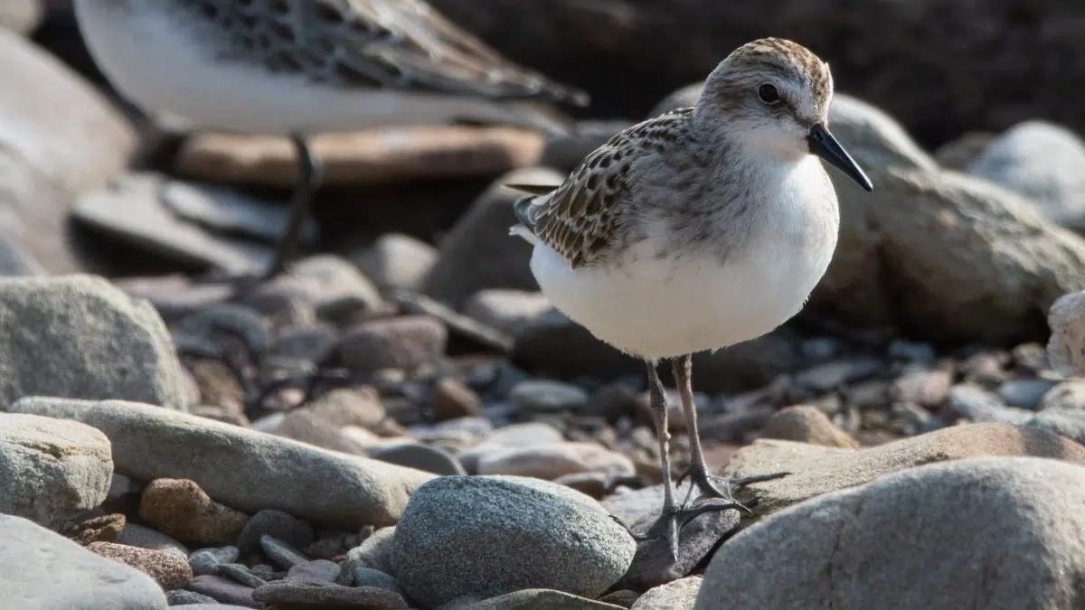 Semipalmated sandpipers return to Bay of Fundy | Country 94