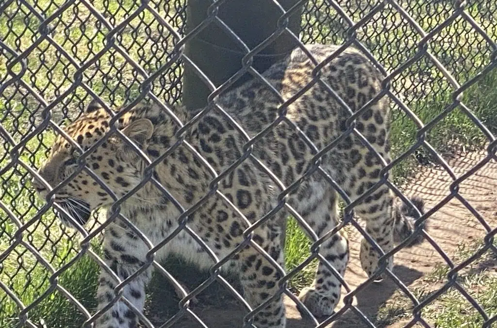 Magnetic Hill Zoo’s Amur Leopard passes away | Country 94