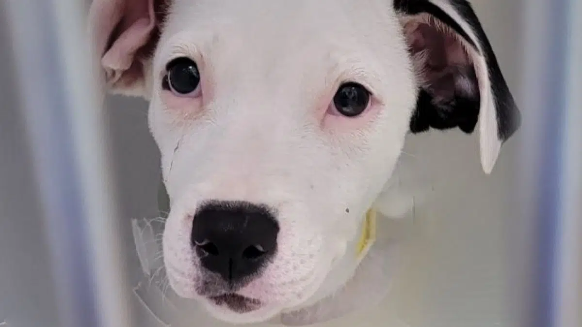 NBSPCA seeks help after rescuing 7 puppies | 91.9 The Bend