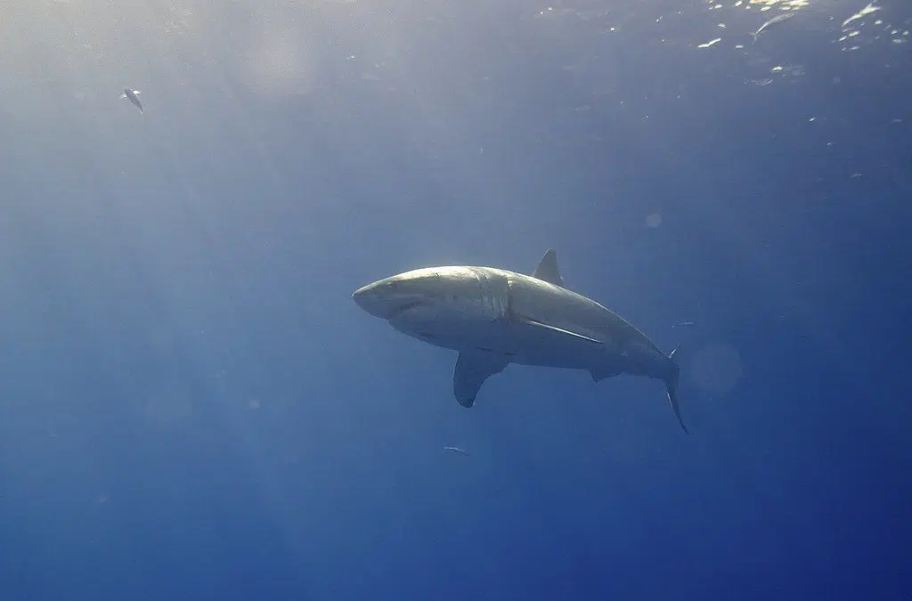 Great white shark detected off Richmond County, Cape Breton | 101.5 The ...