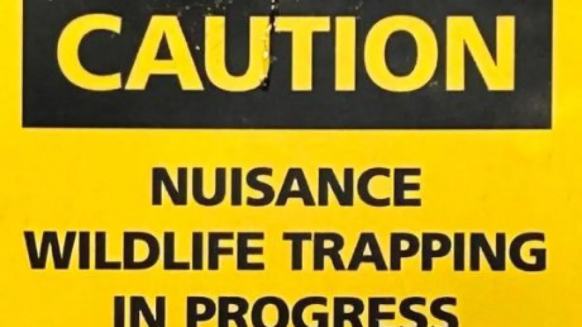 Coyote traps set up on Bay to Bay Trail | Country 100.7