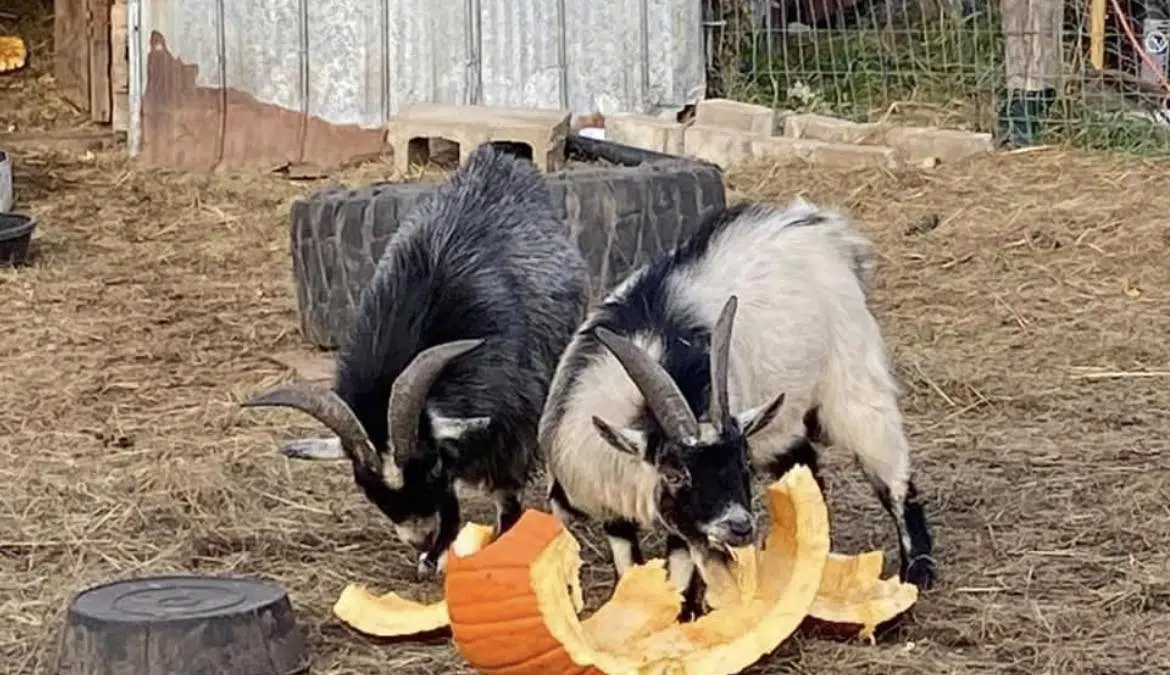 Kavanagh Farm will take your Halloween pumpkin | 91.9 The Bend