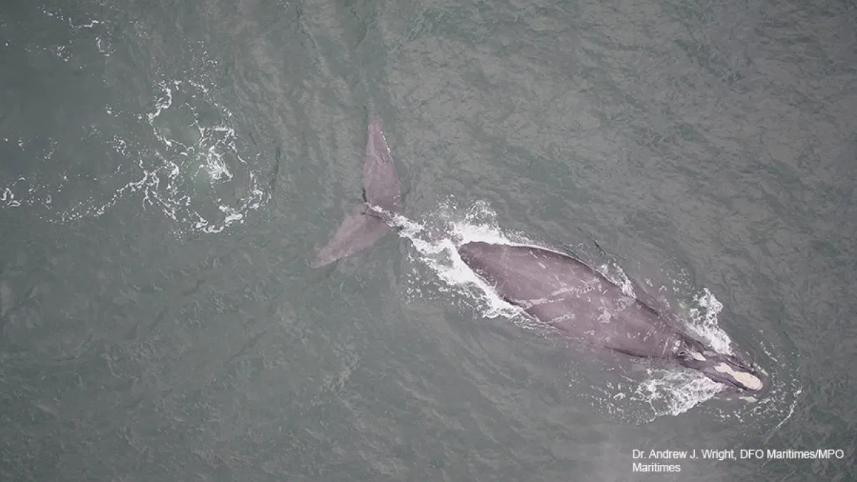 Entangled North Atlantic right whale spotted | 101.5 The Hawk