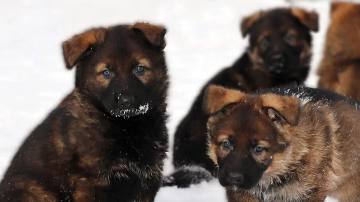 Name the RCMP puppies! | 97.3 The Wave