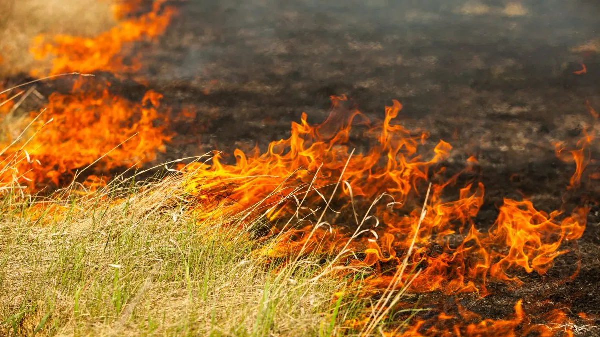 RCMP, DNR investigating ‘intentional’ grass fires near Oxford | 101.5 ...