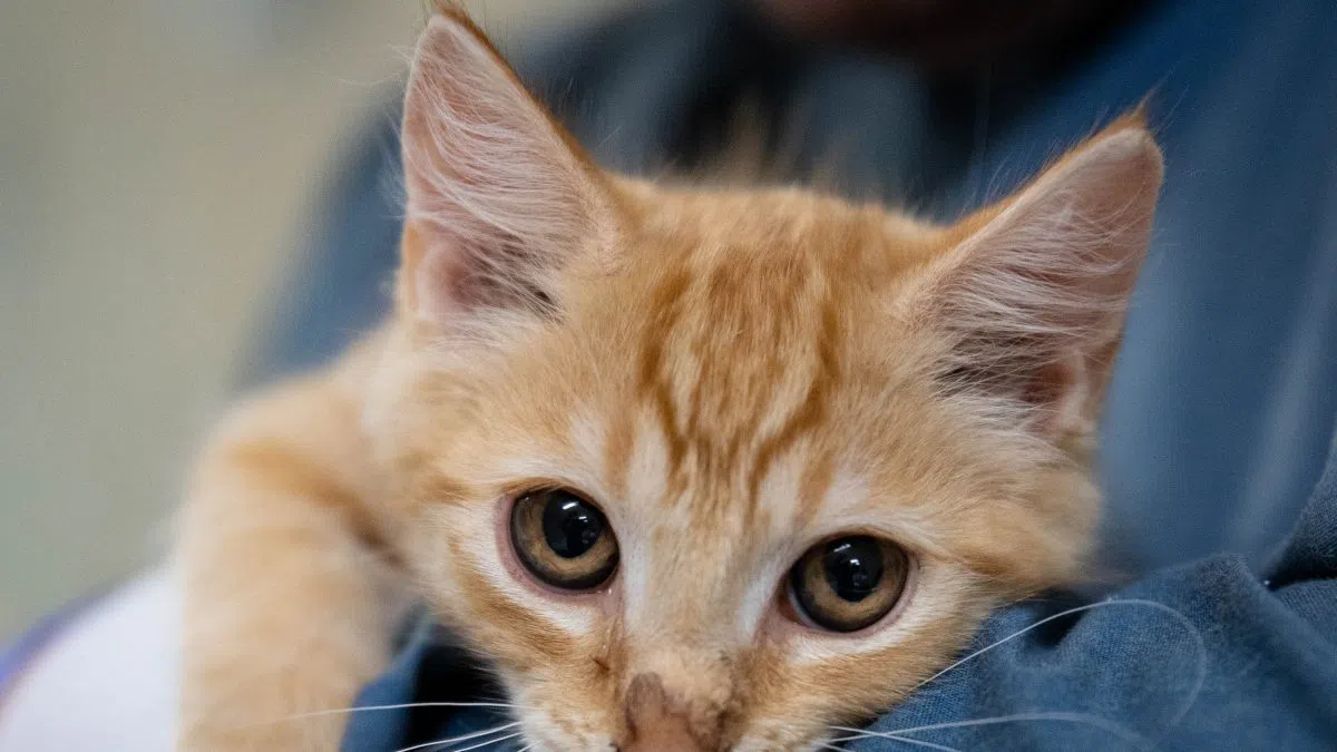 2 dozen rescued kittens want ‘nothing but love’: animal shelter | Surge 105