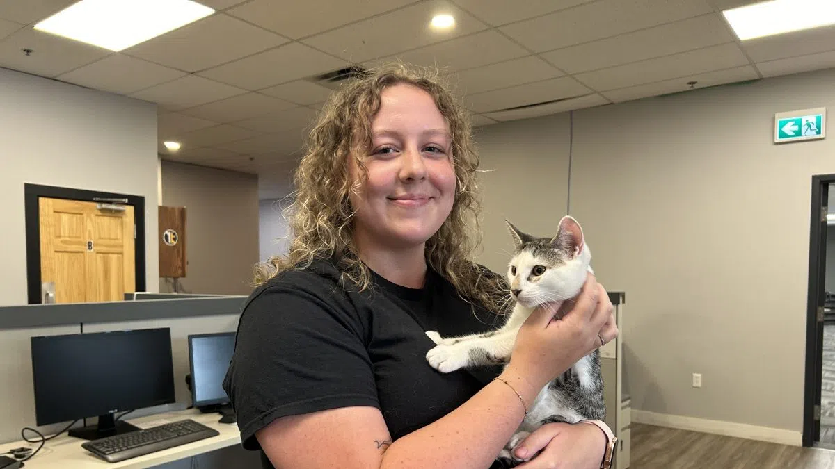 Halifax animal shelter rescues more than 70 cats from single property ...