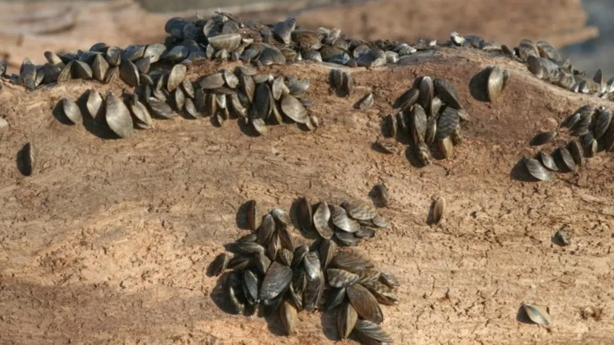 Zebra mussels threaten Saint John River ecosystem, economy | 98.1 ...