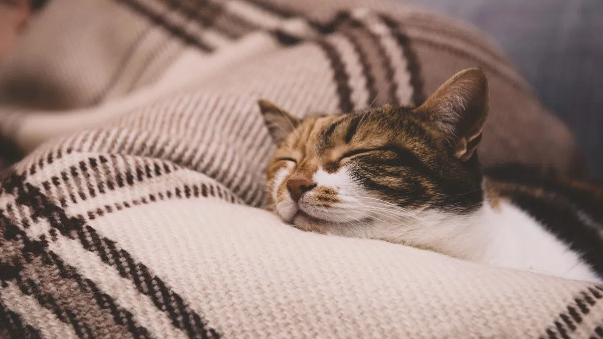 N.B. SPCA launches urgent fundraising to save Happy Tails program | 98. ...