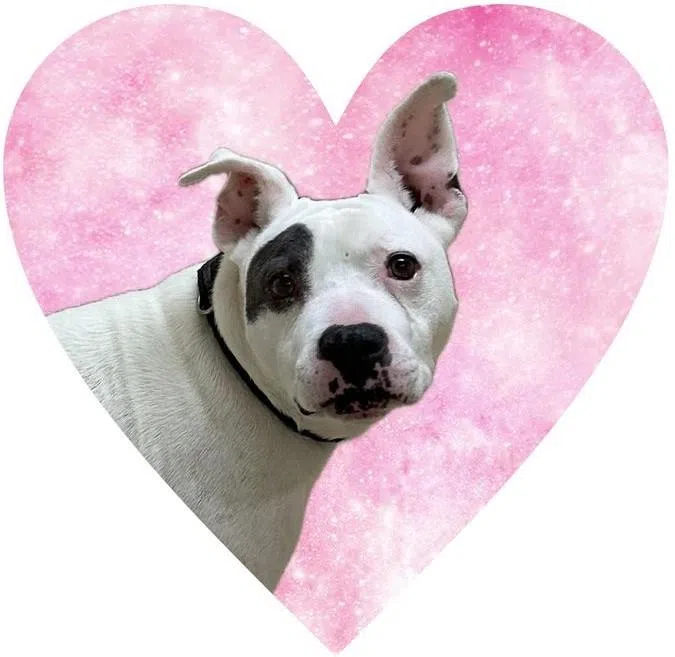 B104.9/Humane Society of Portage County Pet of the Week – Gink | B-104. ...