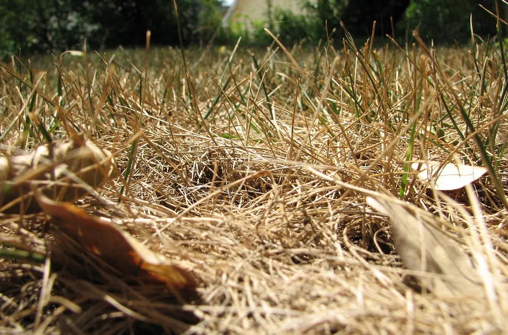Agricultural Disasters signal dire situation for farmers in southern ...