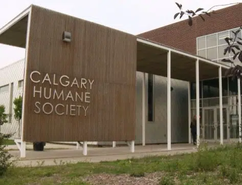 Calgary Humane Society has great pet adoption and foster programs ...
