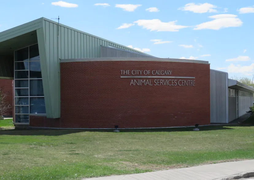 Extra precautions necessary to protect pets during cold snap | CJWE ...