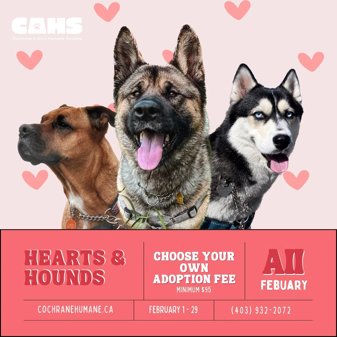Hearts and Hounds choose your own adoption fee | CJWE, Alberta's Best ...