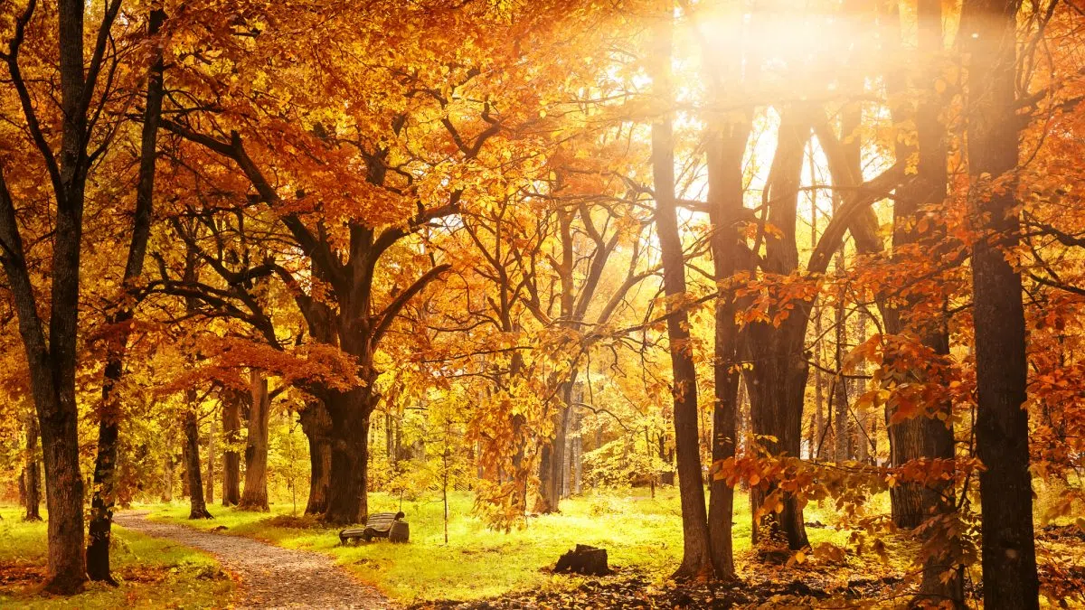 Fall Leaf Collection Program beginning in Lethbridge | CJWE, Alberta's ...